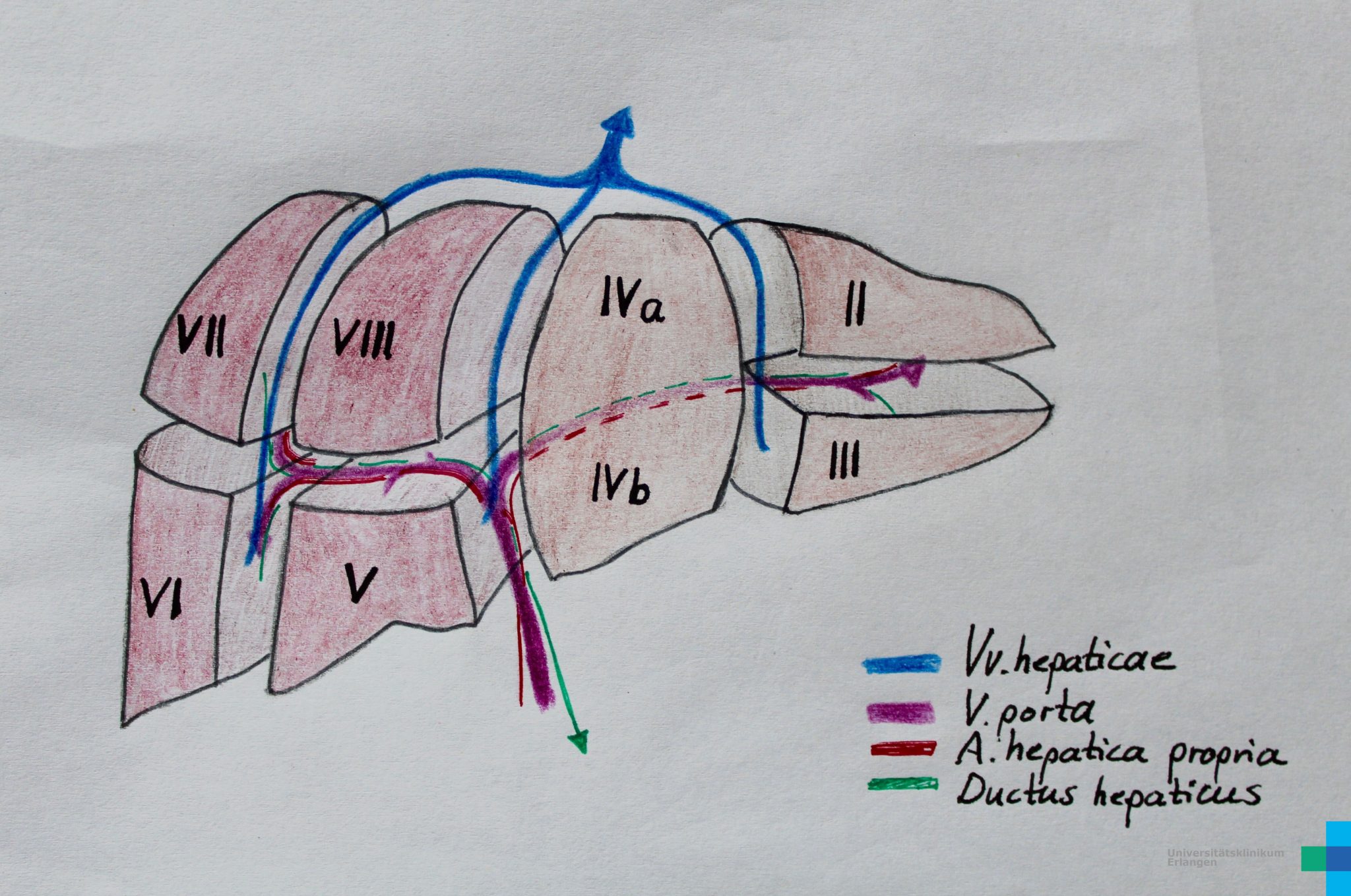 Untersuchungsablauf Leber – Sonographieatlas Erlangen