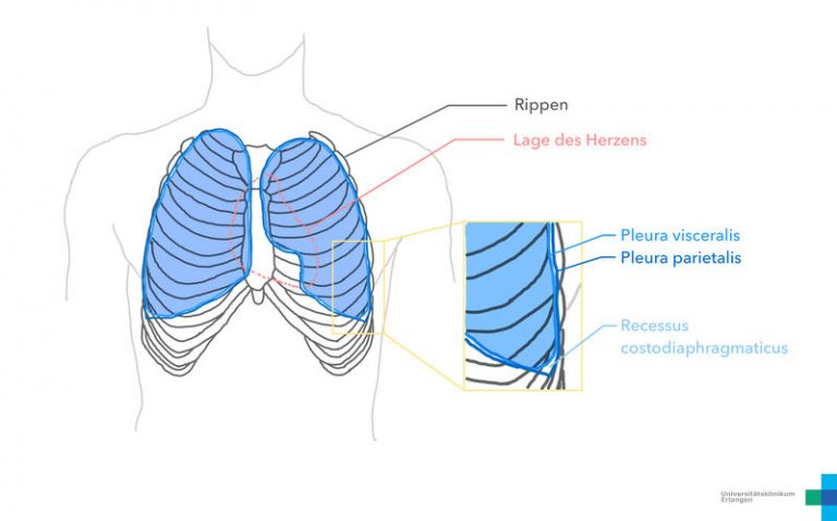 Sonoanatomie der Thoraxwand und der Lunge – Sonographieatlas Erlangen